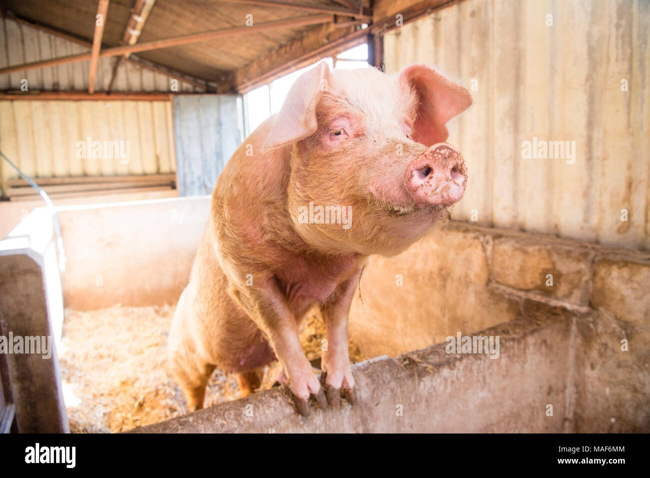Pig stye hi-res stock photography and images - Alamy