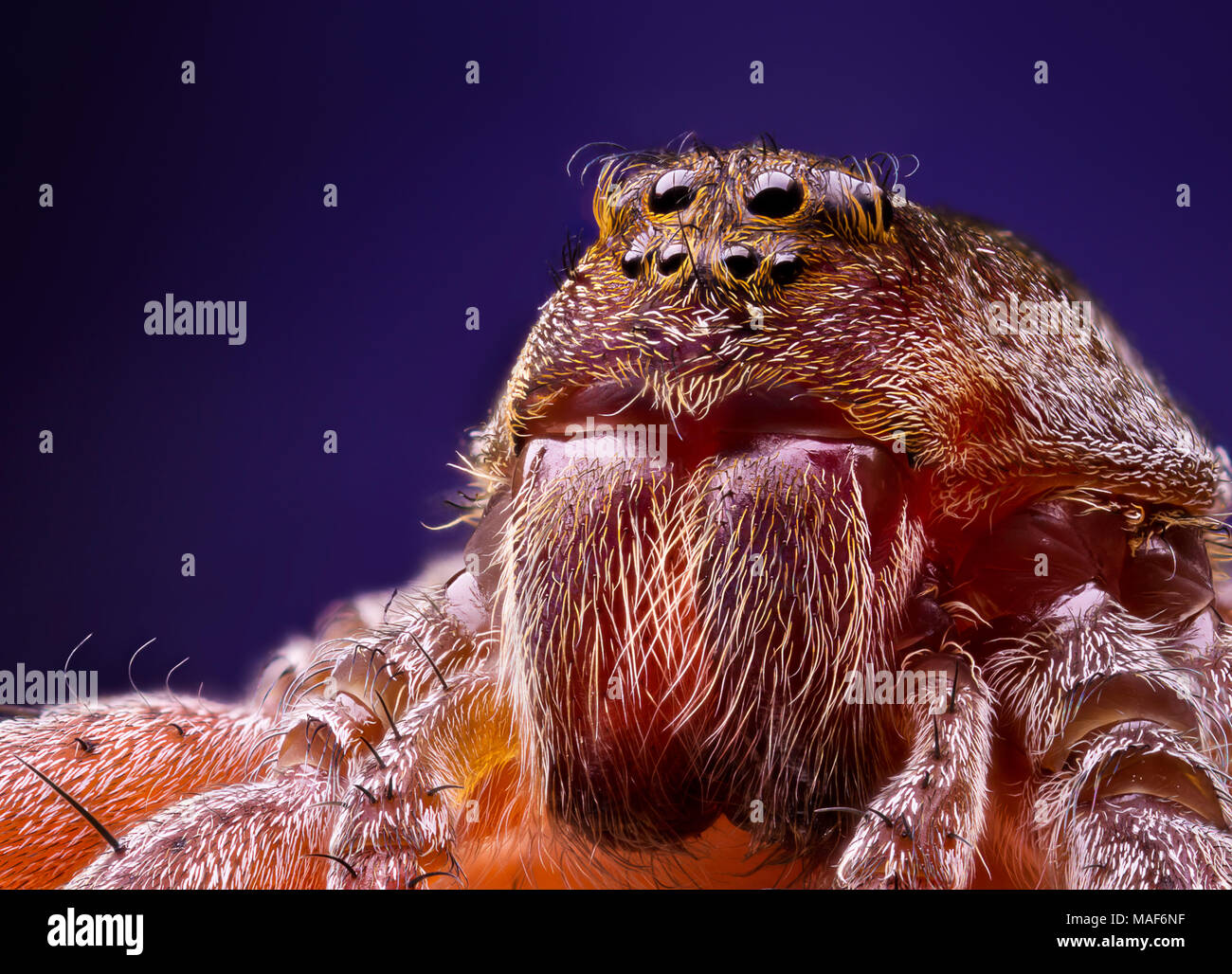 Extra-sharp shot of the female wolf jumping spider through a microscope ...