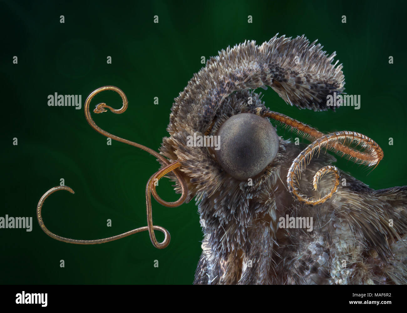 Extra sharp portrait of gray mustache moth from Dominicana through a ...