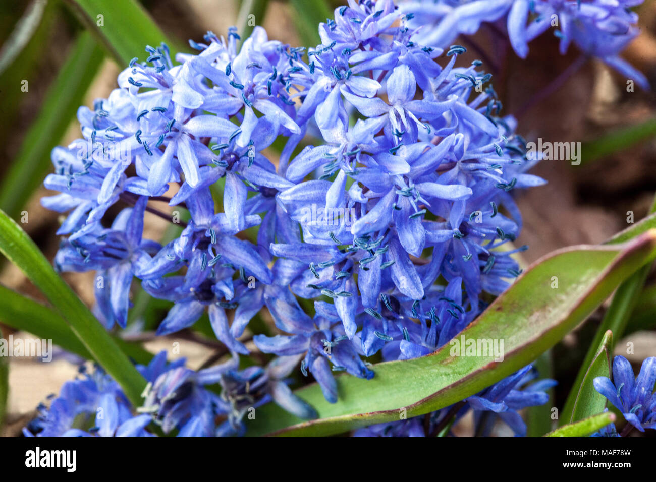 Alpine squill, Scilla bifolia, flowering bulbous plant in early spring ...