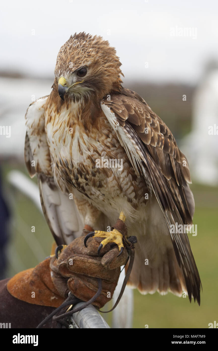 red-tailed hawk, falconry display Stock Photo - Alamy