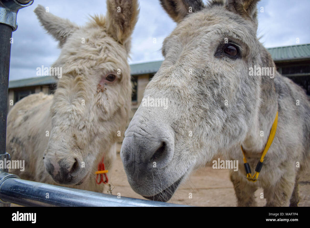 Two donkeys hi-res stock photography and images - Alamy
