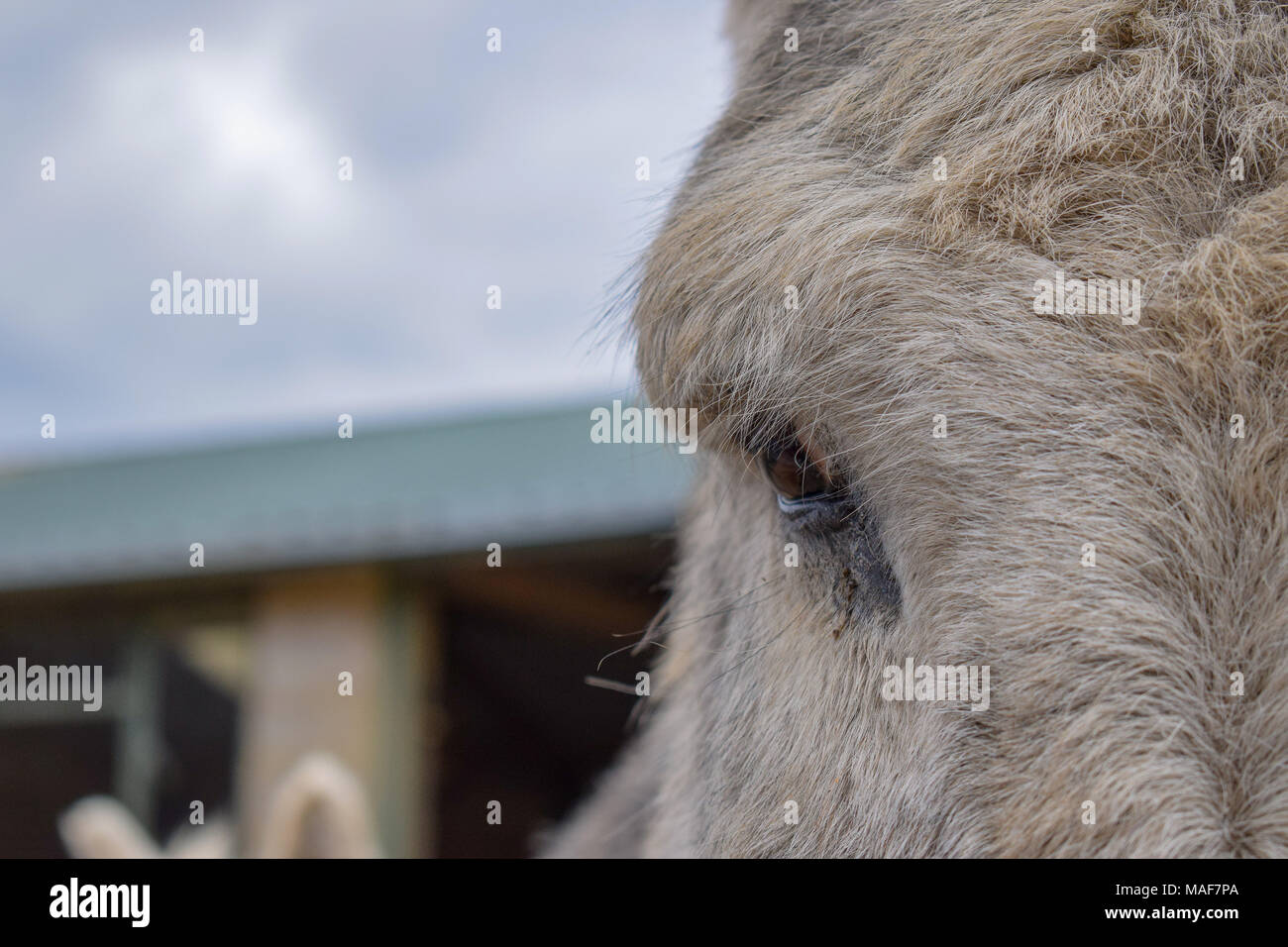 Donkey face hi-res stock photography and images - Alamy