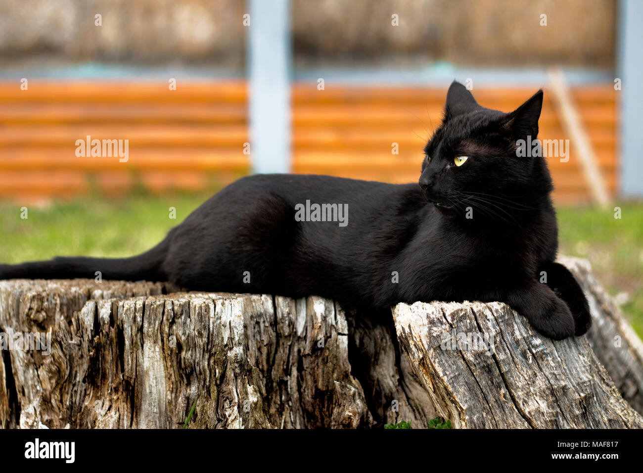 Cat looking sideways hi-res stock photography and images - Alamy