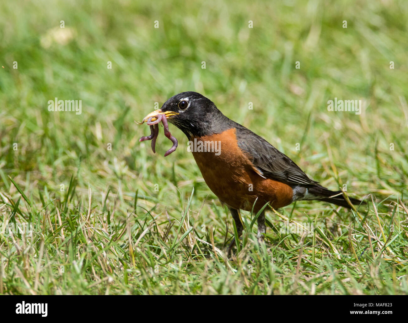 American Robin (Turdus migratorius) gathering worms on Vancouver Island ...
