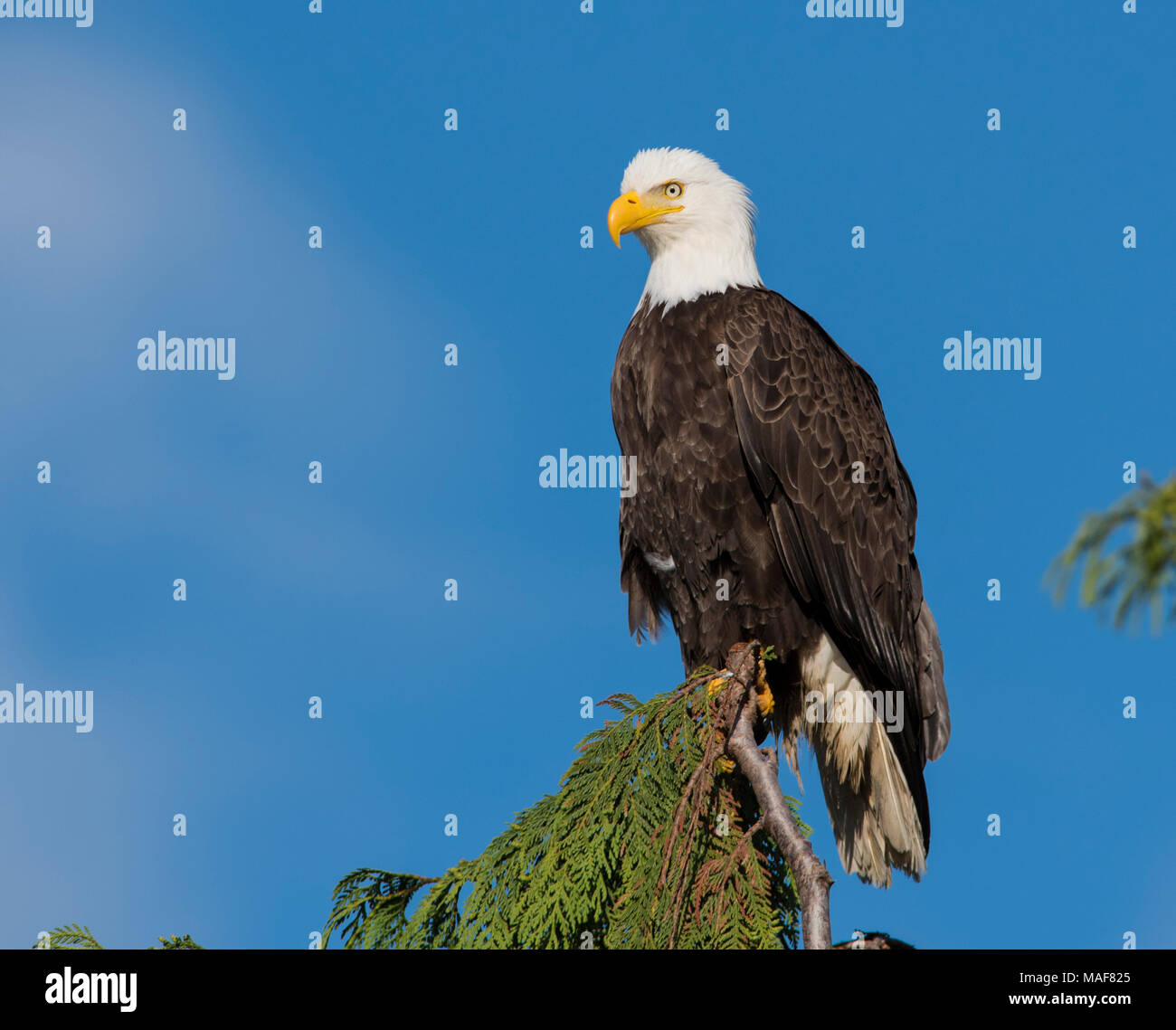 Adult American Bald Eagle (Haliaeetus leucocephalus) on Vancouver ...