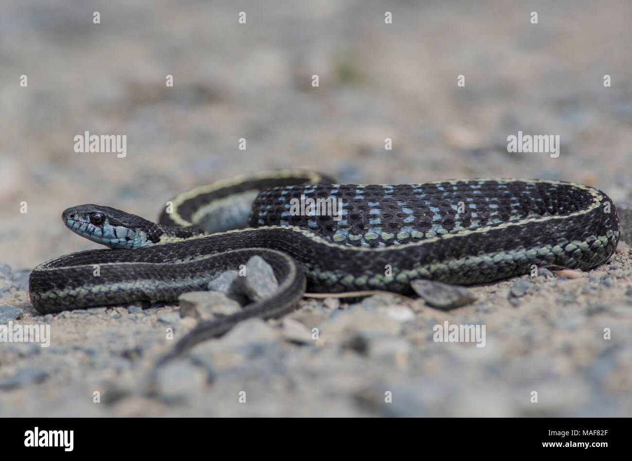 Western Garter Snake (Thamnophis elegans) with nice blue pattern on ...