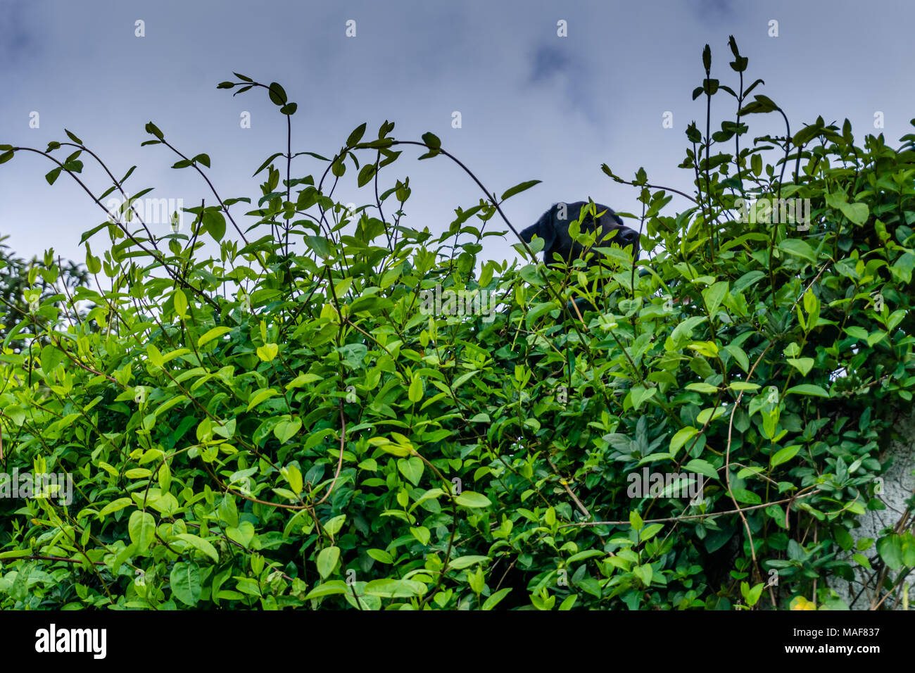 Labrador hiding in the green grass Stock Photo - Alamy