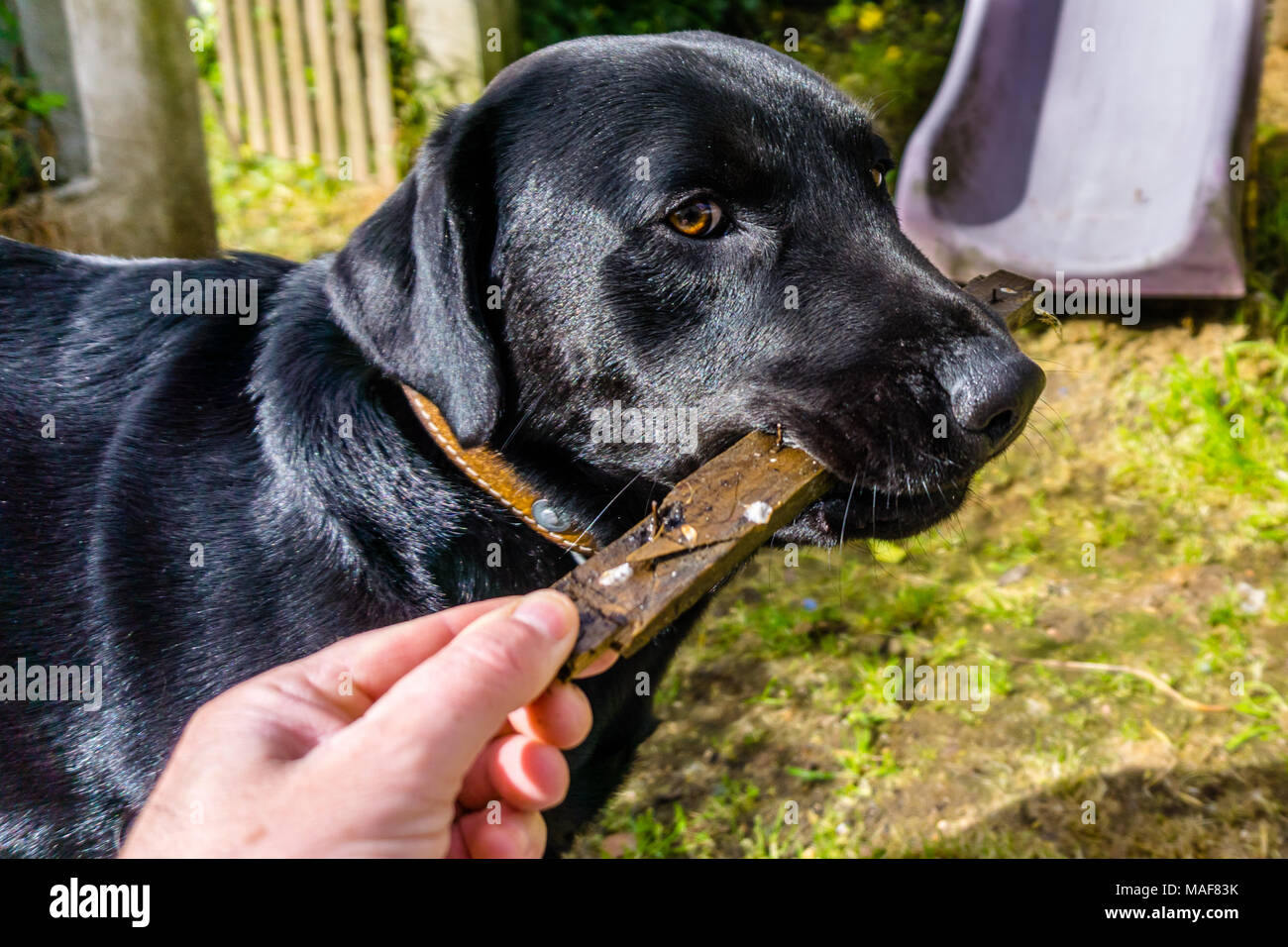black labrador playing with a stick Stock Photo - Alamy