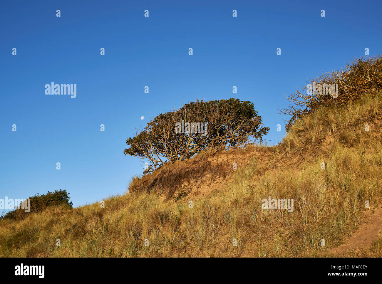 Lunans bay hi-res stock photography and images - Alamy