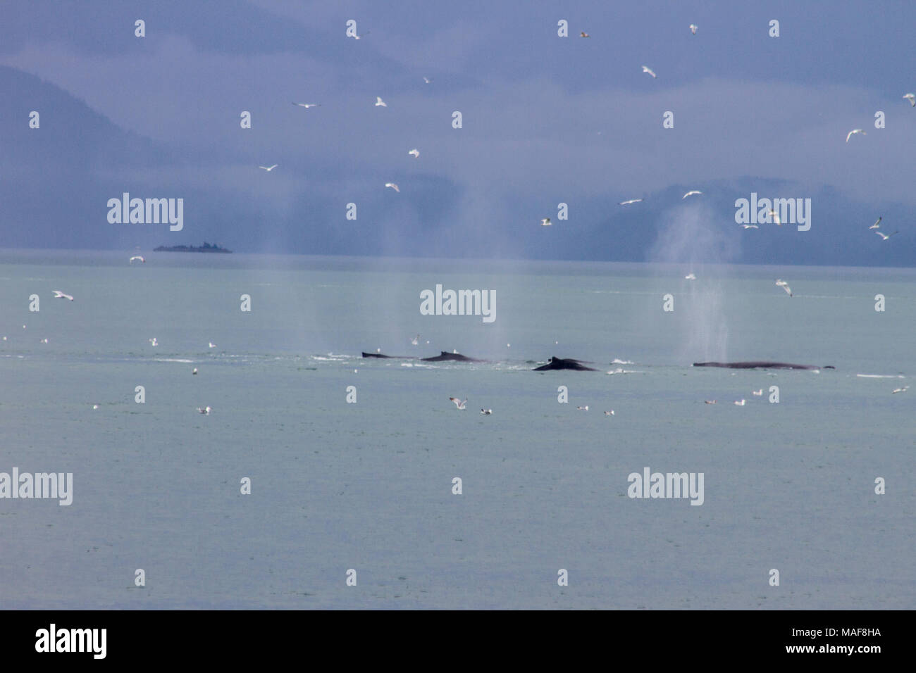 Humpback whales spouting while feeding Stock Photo - Alamy