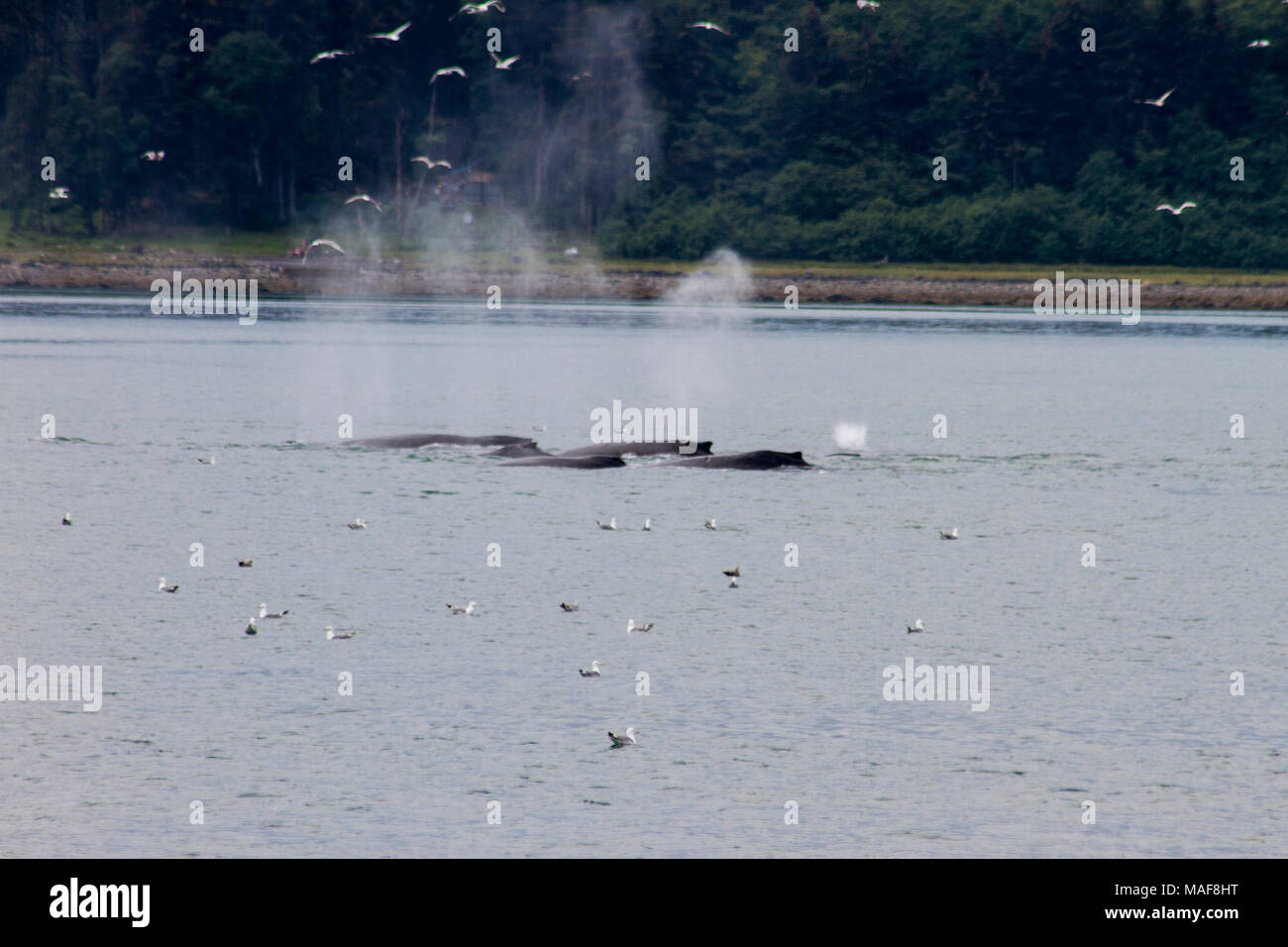 Humpback Whales feeding and spouting Stock Photo - Alamy
