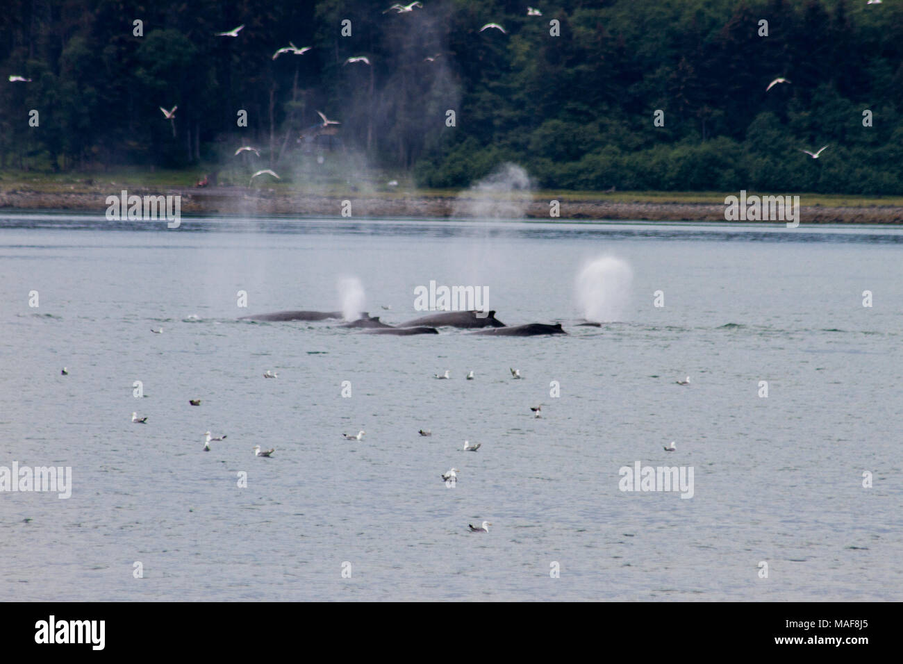 Humpback Whales feeding and spouting Stock Photo - Alamy