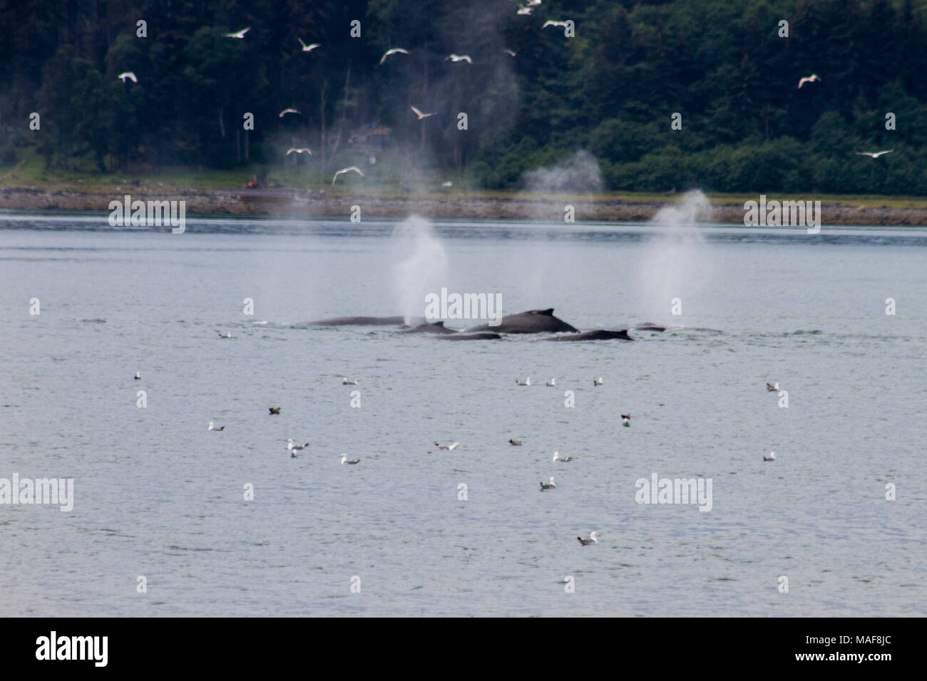 Sperm whale mouth open hi-res stock photography and images - Alamy