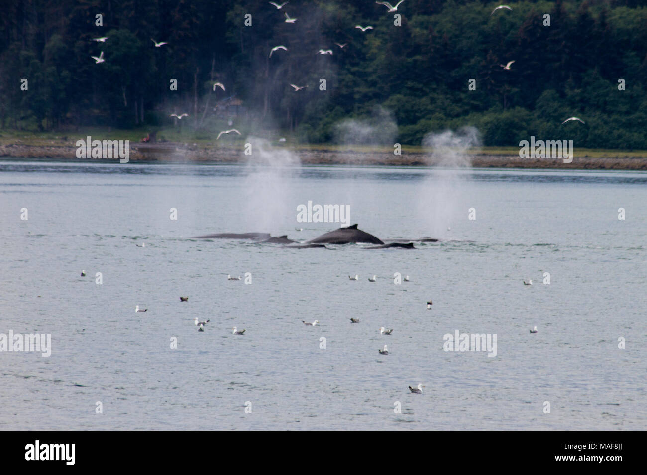 Humpback Whales feeding and spouting Stock Photo - Alamy