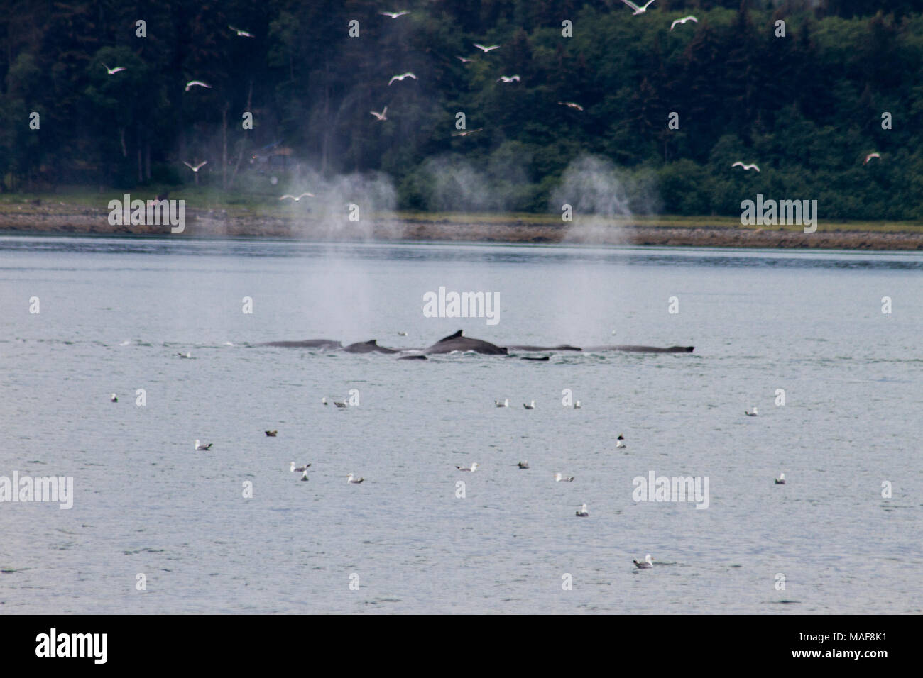 Sperm whale mouth open hi-res stock photography and images - Alamy