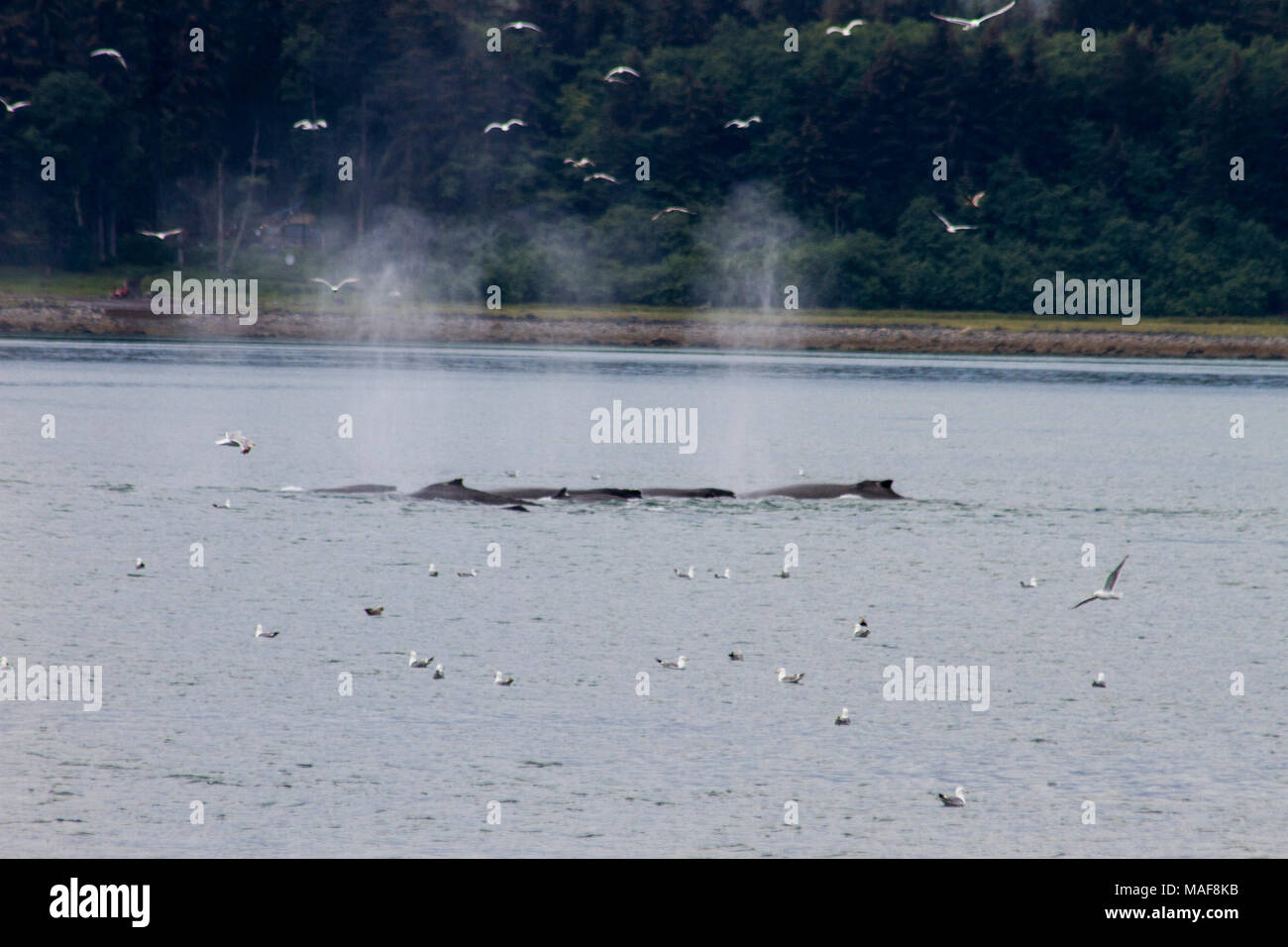 Sperm whale mouth open hi-res stock photography and images - Alamy