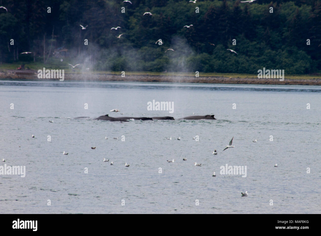 Sperm whale mouth open hi-res stock photography and images - Alamy