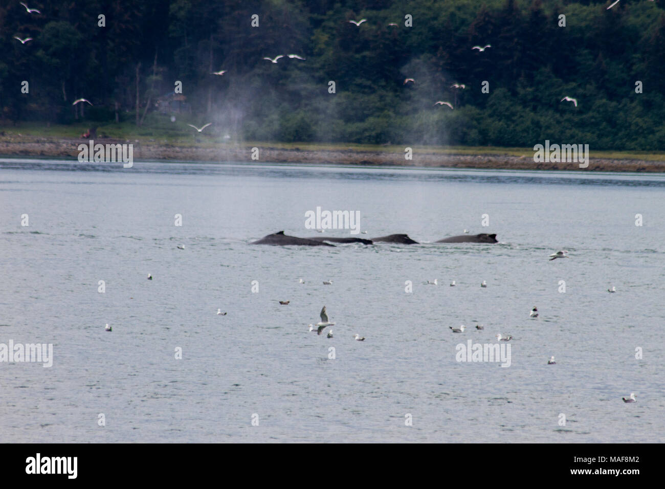 Humpback Whales feeding and spouting Stock Photo - Alamy