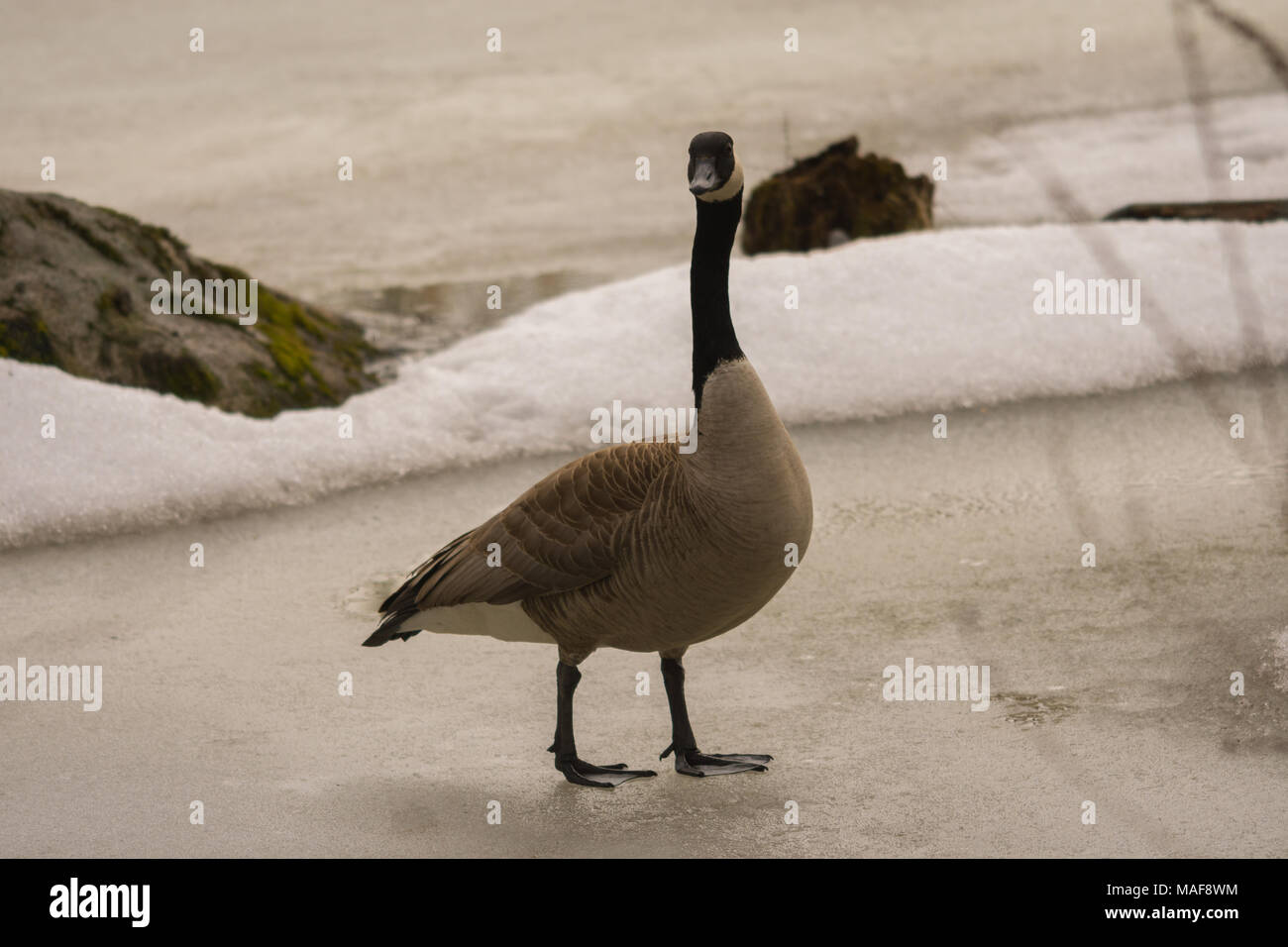 Canadian snow geese hi-res stock photography and images - Alamy
