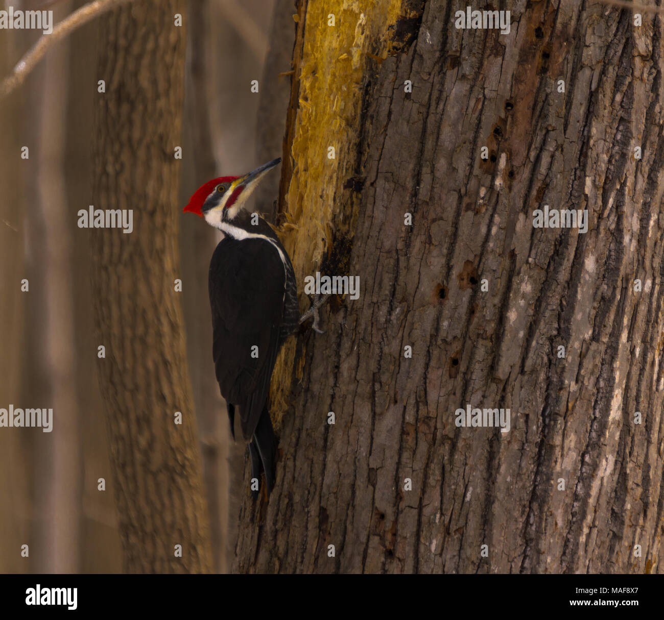 Working Bird Of Prey High Resolution Stock Photography and Images - Alamy