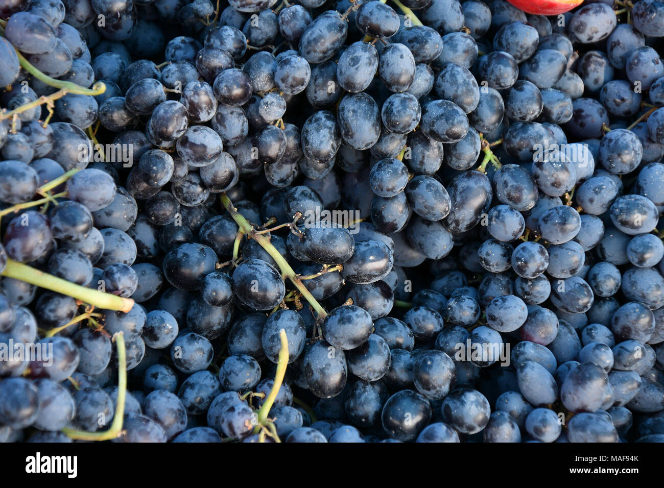 Fresh and ripe grapes are sold at the Bazaar Stock Photo - Alamy
