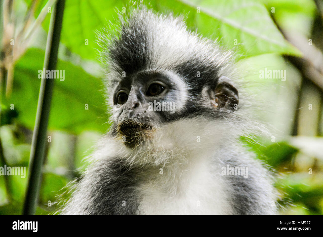 The Thomas's langur is a species of primate in the family ...