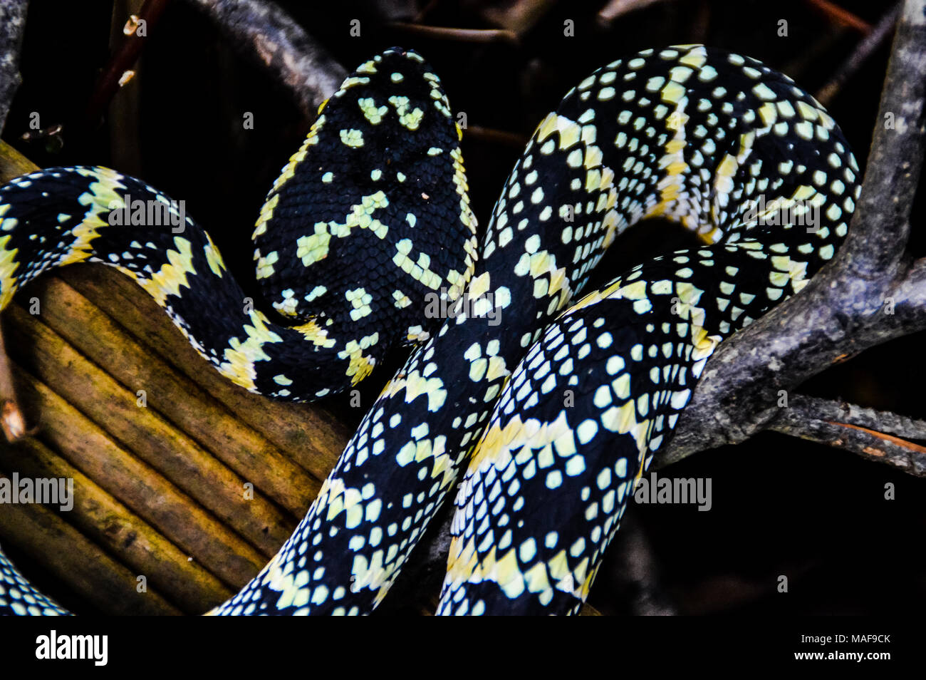 Close up of a coiled female Tropidolaemus wagleri, more commonly known ...