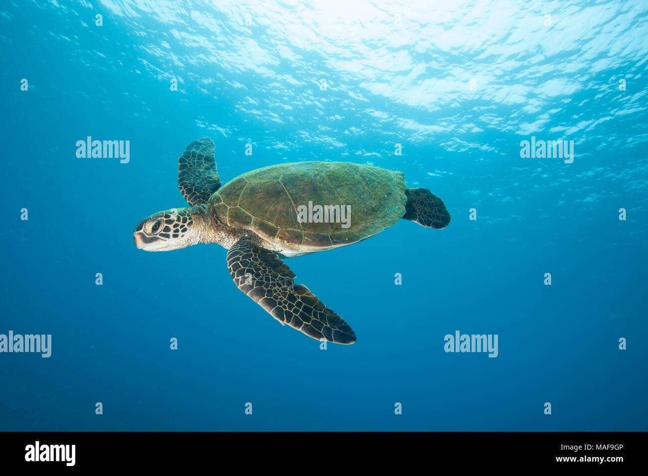 Underwater Sea Turtle Flying in Clear Blue Tropical Water, Hawaii Stock ...