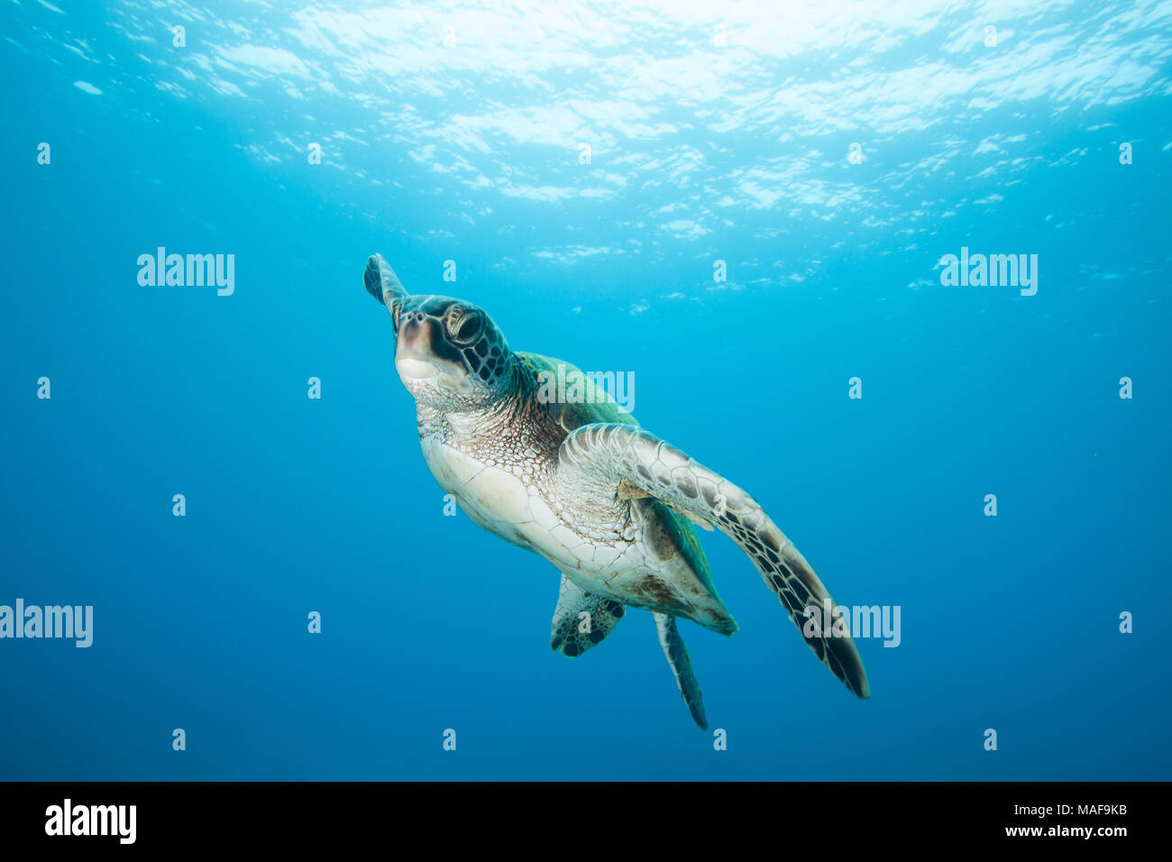 Underwater Sea Turtle Flying in Clear Blue Tropical Water, Hawaii Stock ...