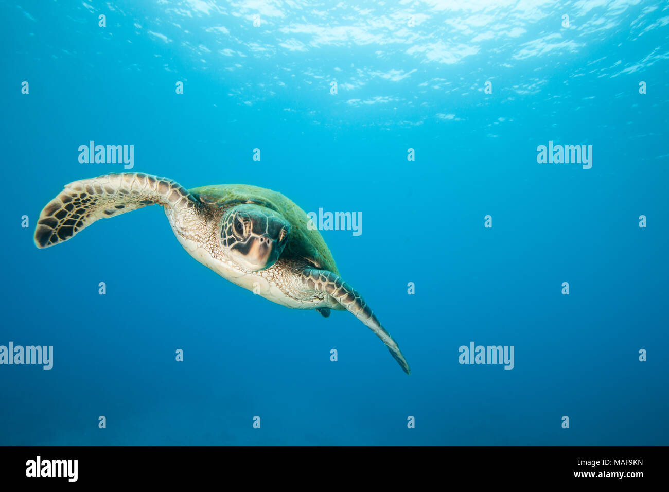 Underwater Sea Turtle Flying in Clear Blue Tropical Water, Hawaii Stock ...