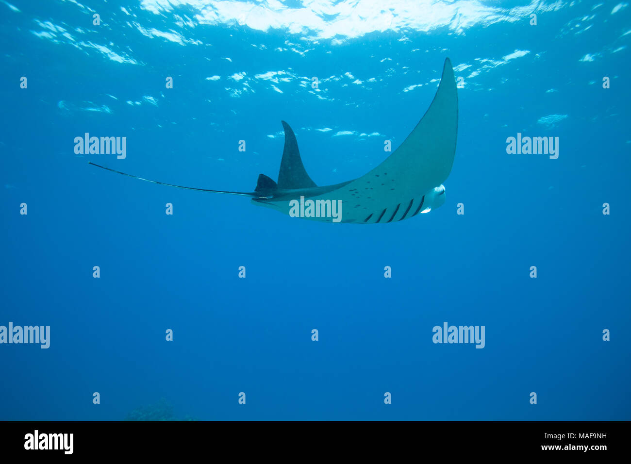 A graceful Manta Ray swims in clear blue Hawaiian water Stock Photo - Alamy