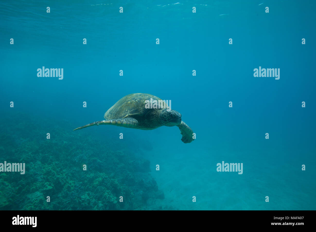 Underwater Sea Turtle Flying in Clear Blue Tropical Water, Hawaii Stock ...