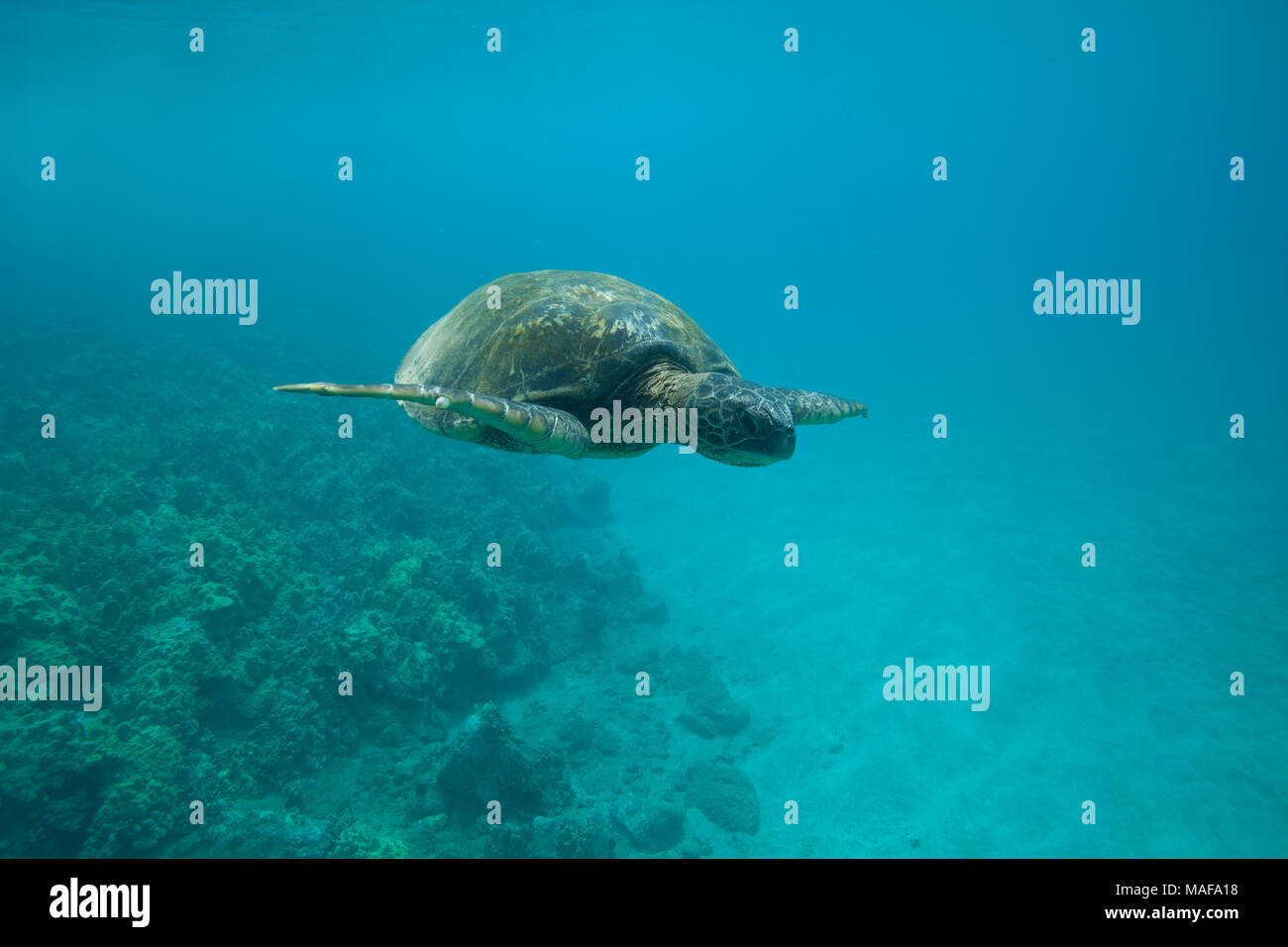 Underwater Sea Turtle Flying in Clear Blue Tropical Water, Hawaii Stock ...