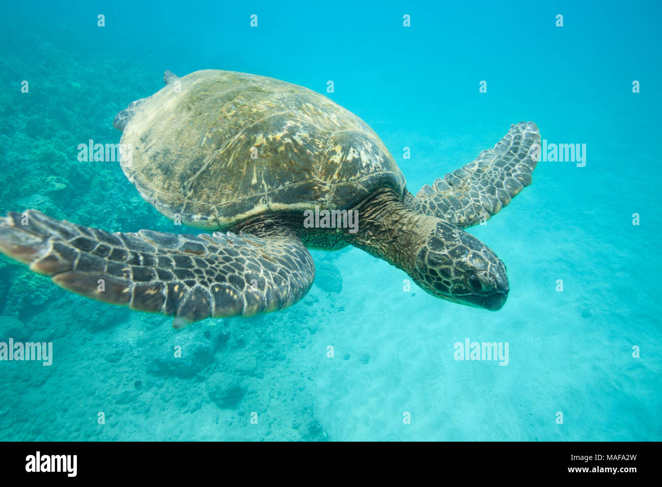 Underwater Sea Turtle Flying in Clear Blue Tropical Water, Hawaii Stock ...