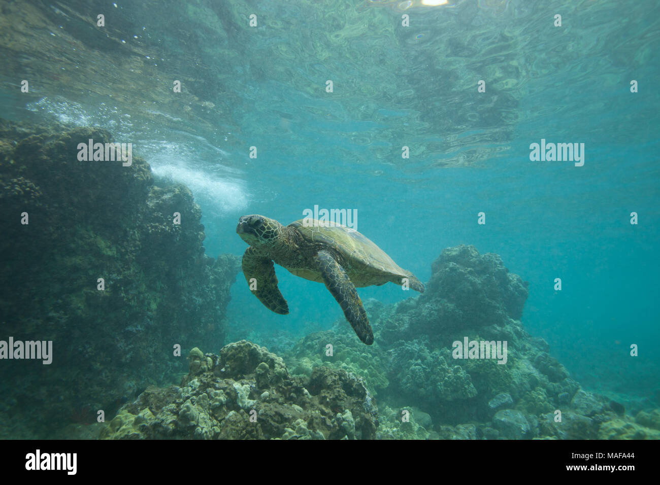 Underwater Sea Turtle Flying in Clear Blue Tropical Water, Hawaii Stock ...