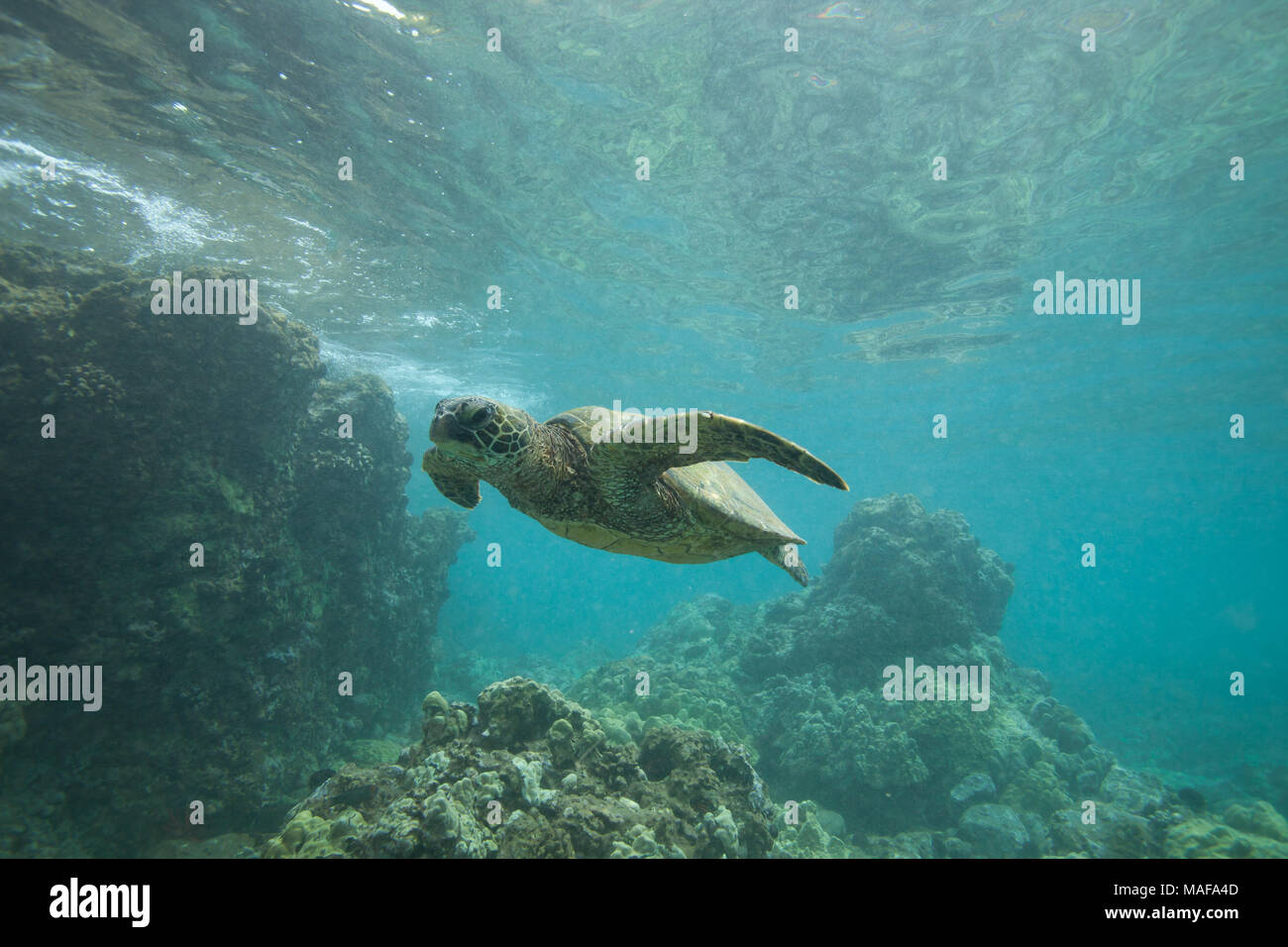 Underwater Sea Turtle Flying in Clear Blue Tropical Water, Hawaii Stock ...