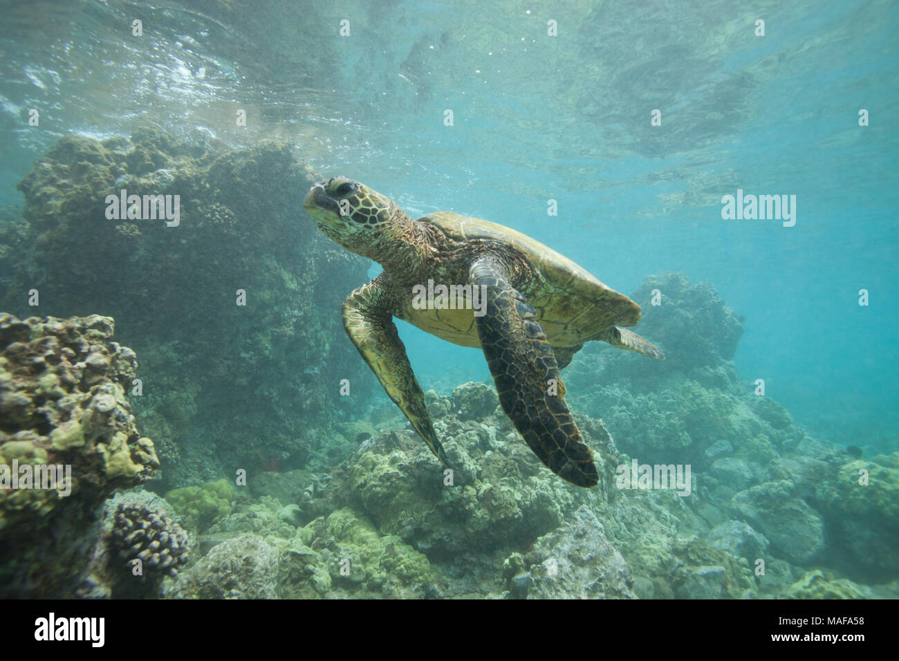 Underwater Sea Turtle Flying in Clear Blue Tropical Water, Hawaii Stock ...