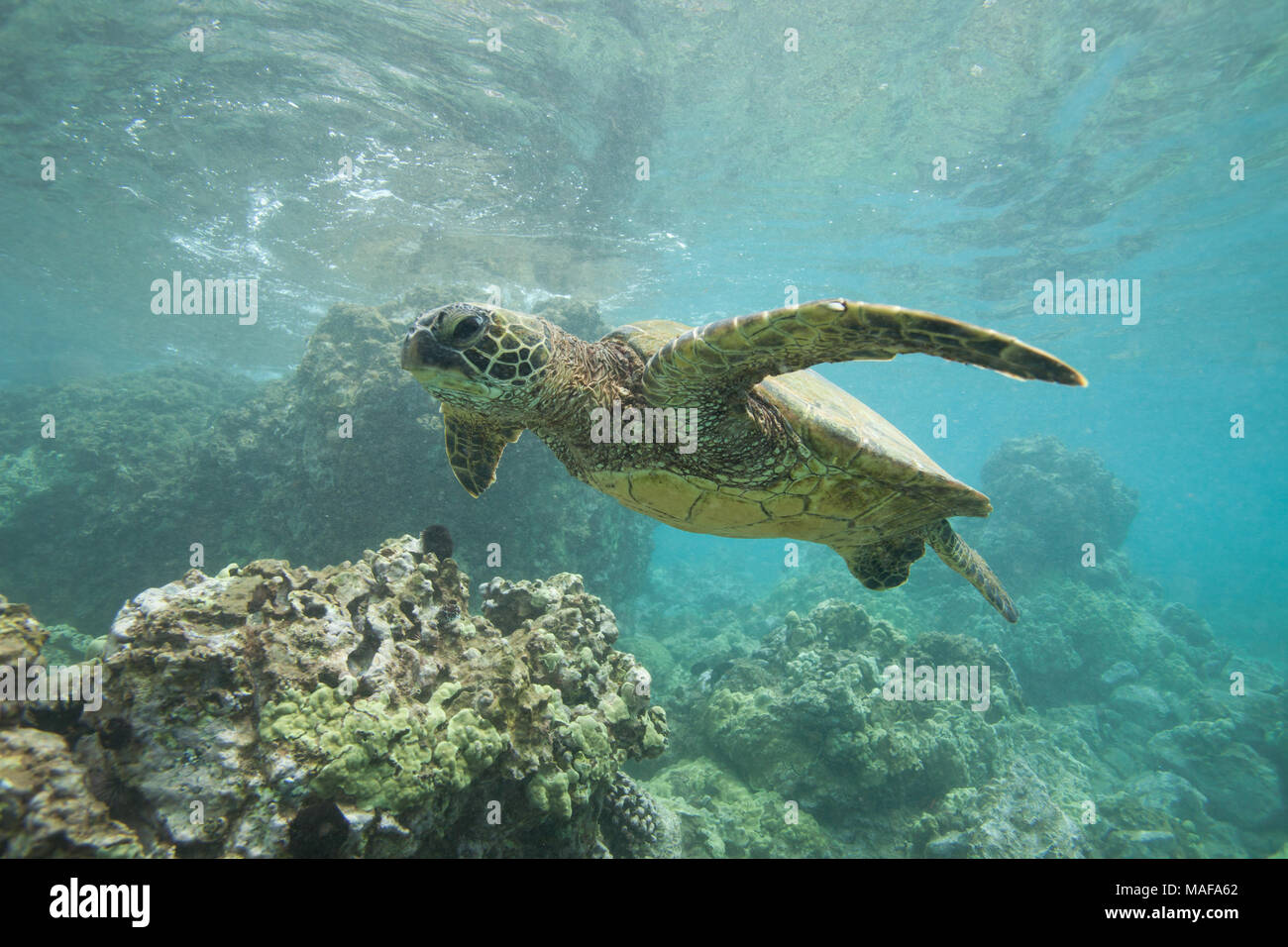 Underwater Sea Turtle Flying in Clear Blue Tropical Water, Hawaii Stock ...