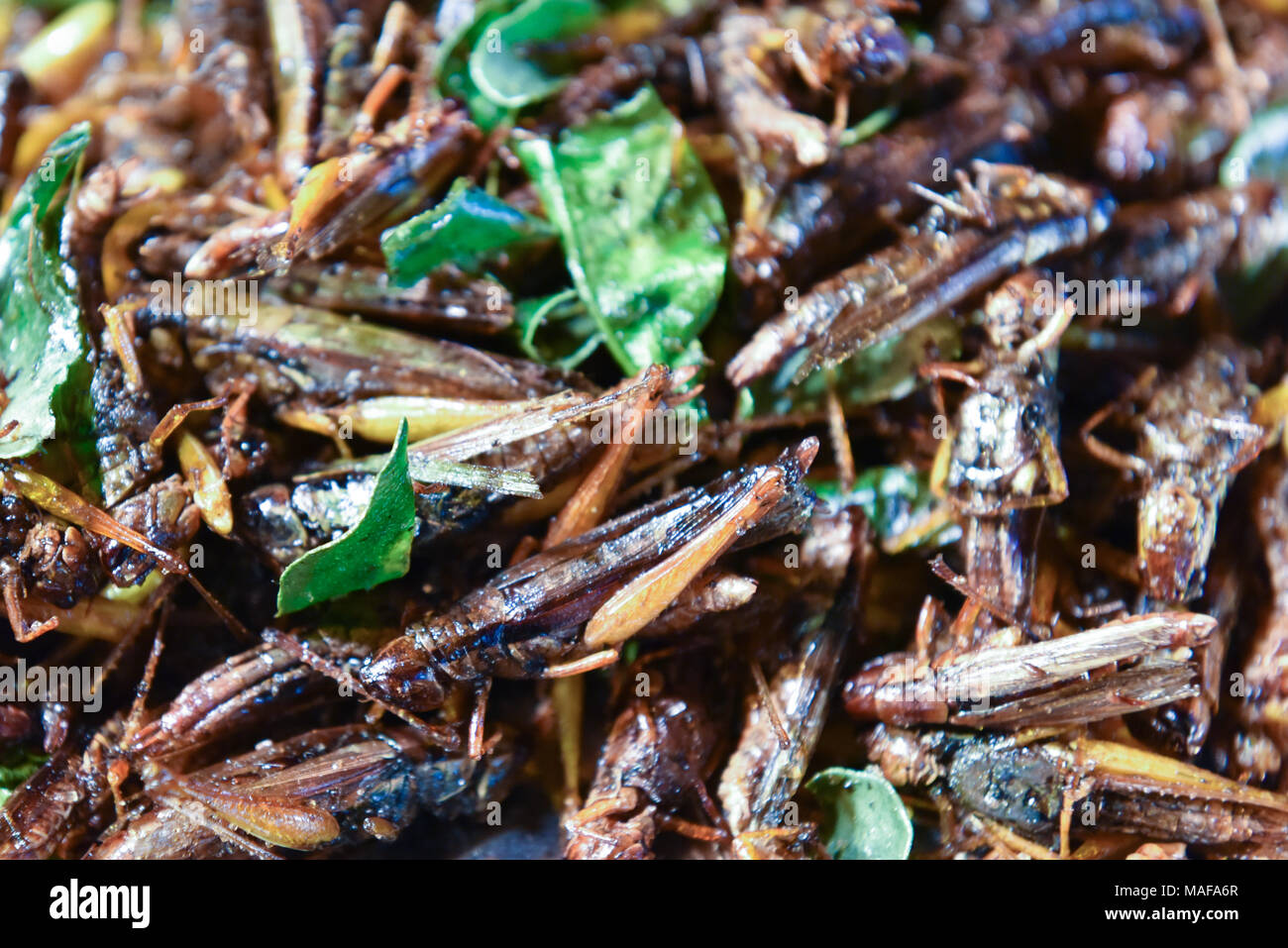 Edible crickets hi-res stock photography and images - Alamy