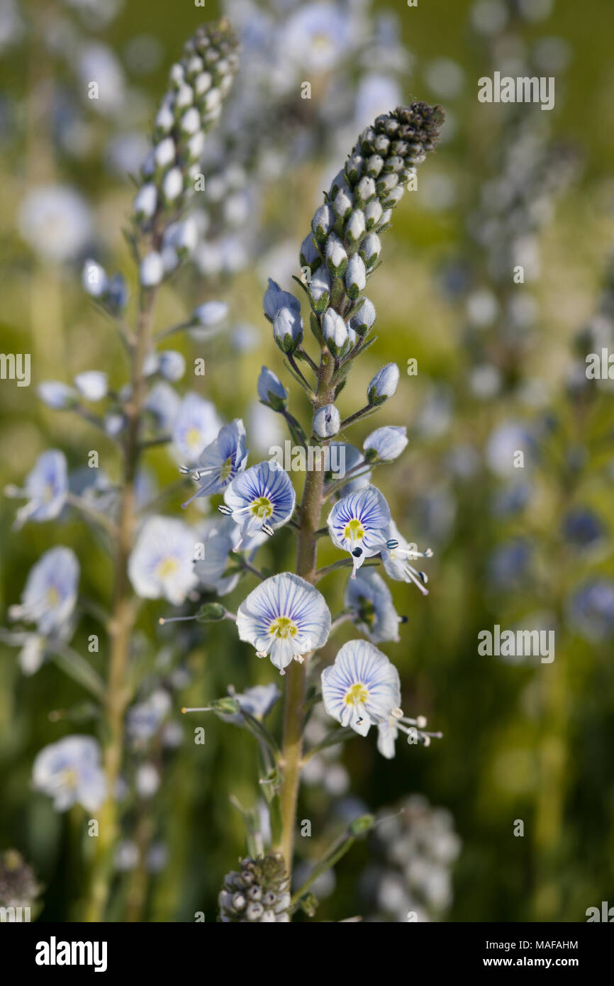 Gentian Speedwell, Porslinsveronika (Veronica gentianoides Stock Photo ...