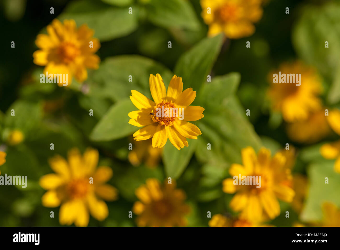 Butter Daisy, Medaljongblomster (Melampodium paludosum Stock Photo - Alamy