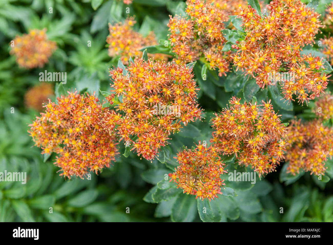 Golden Root, Rosenrot (Sedum rosea x kirilowii Stock Photo - Alamy