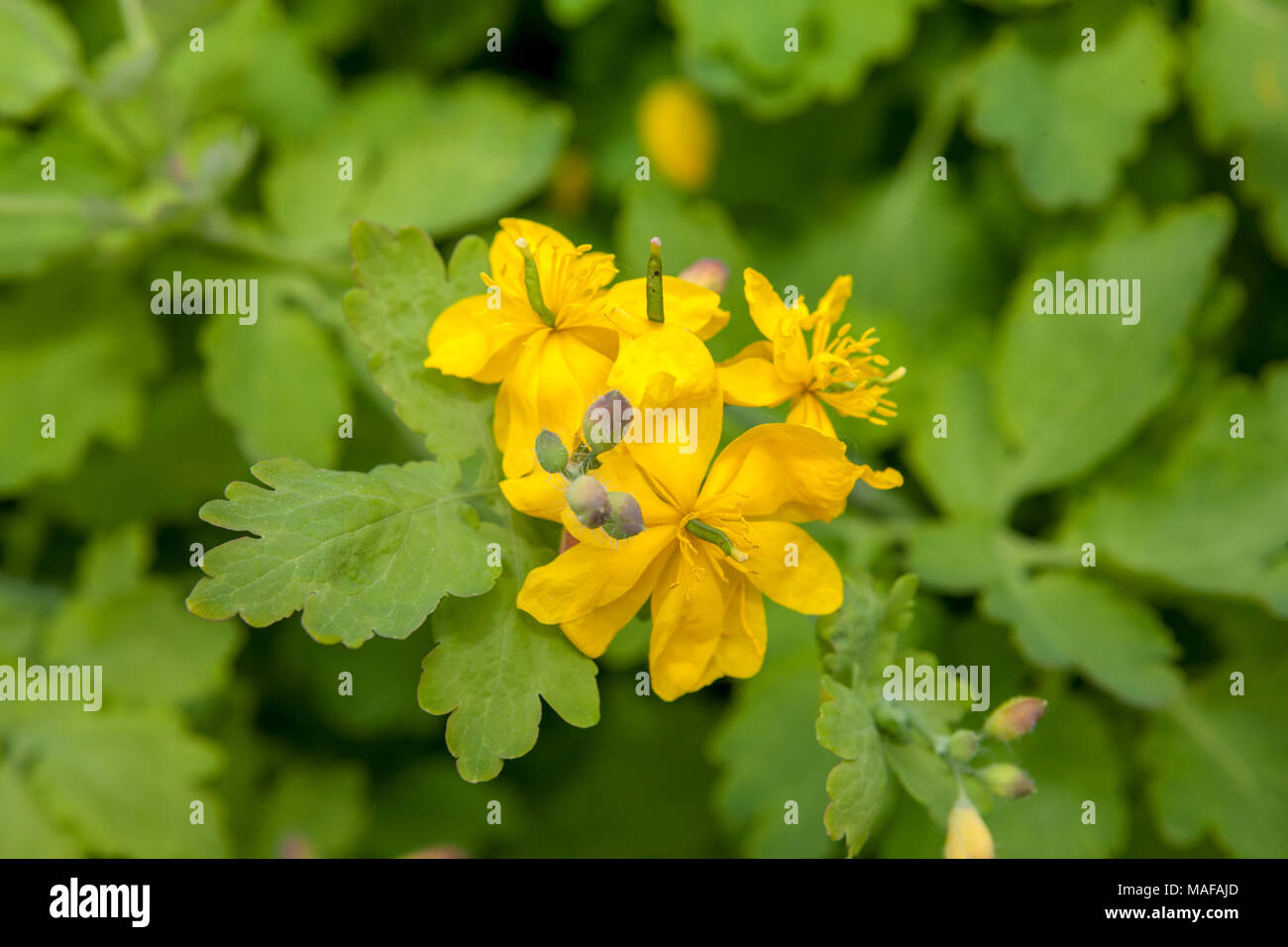 Greater Celandine, Skelört (Chelidonium majus Stock Photo - Alamy