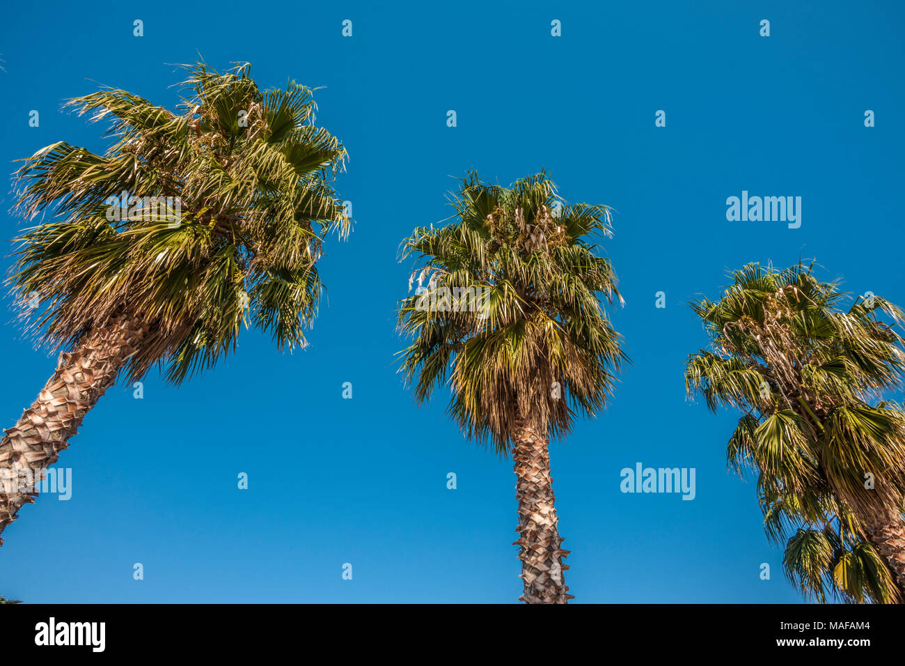 Row of palmtrees hi-res stock photography and images - Alamy