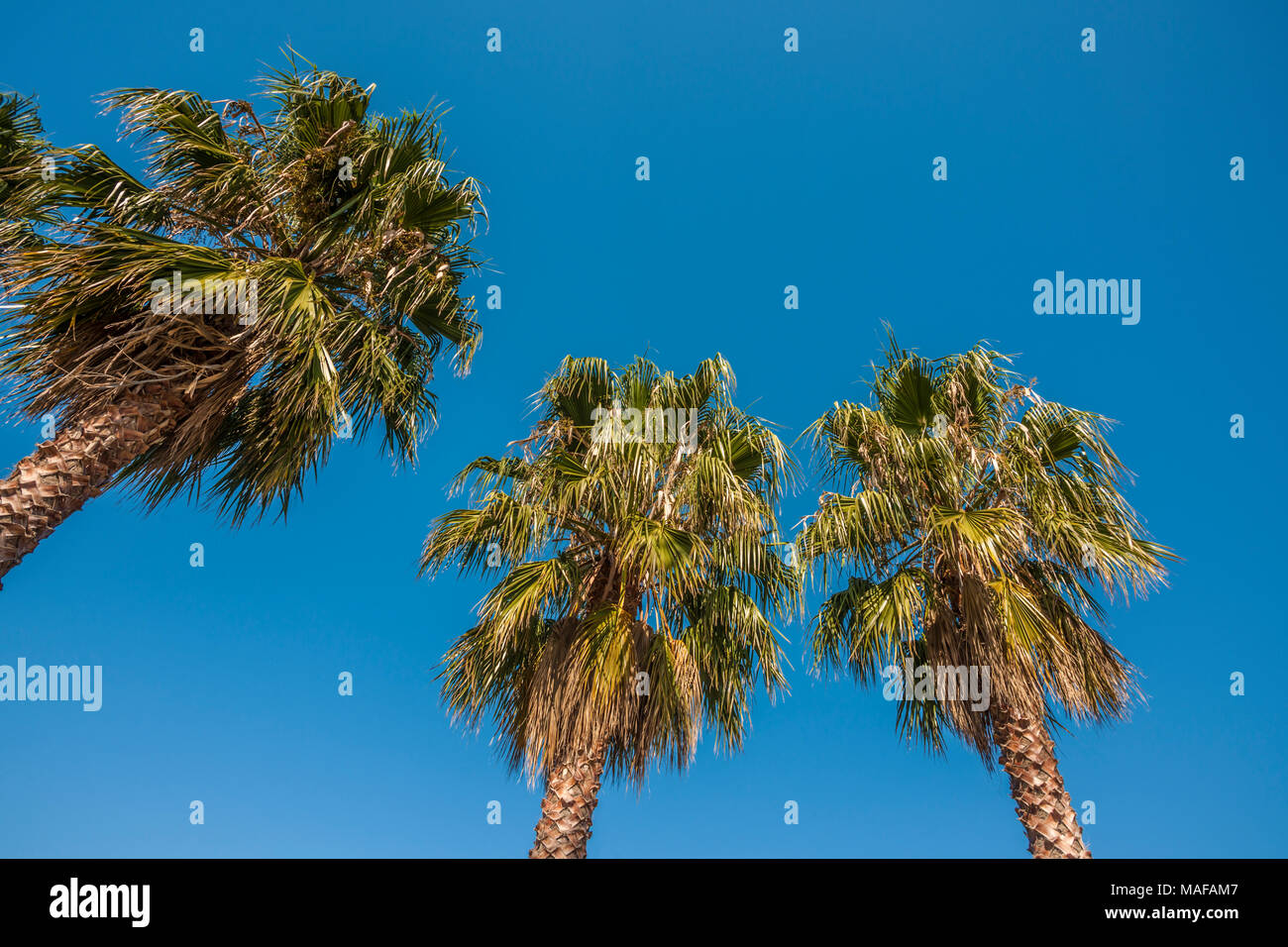 Canopy of palm trees hi-res stock photography and images - Alamy