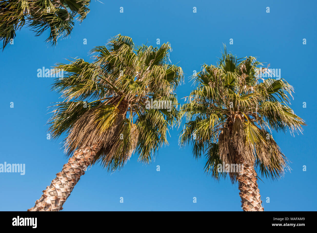 Low angle view of the tops of tall palm trees from ground level against ...