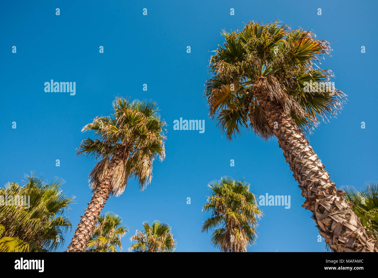 Palm tree fronds growth hi-res stock photography and images - Alamy