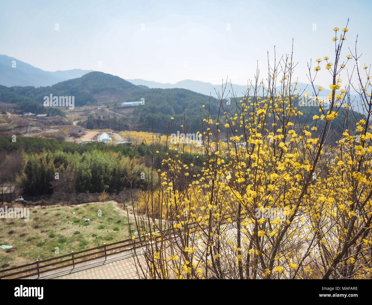 Sansuyoo hi-res stock photography and images - Alamy