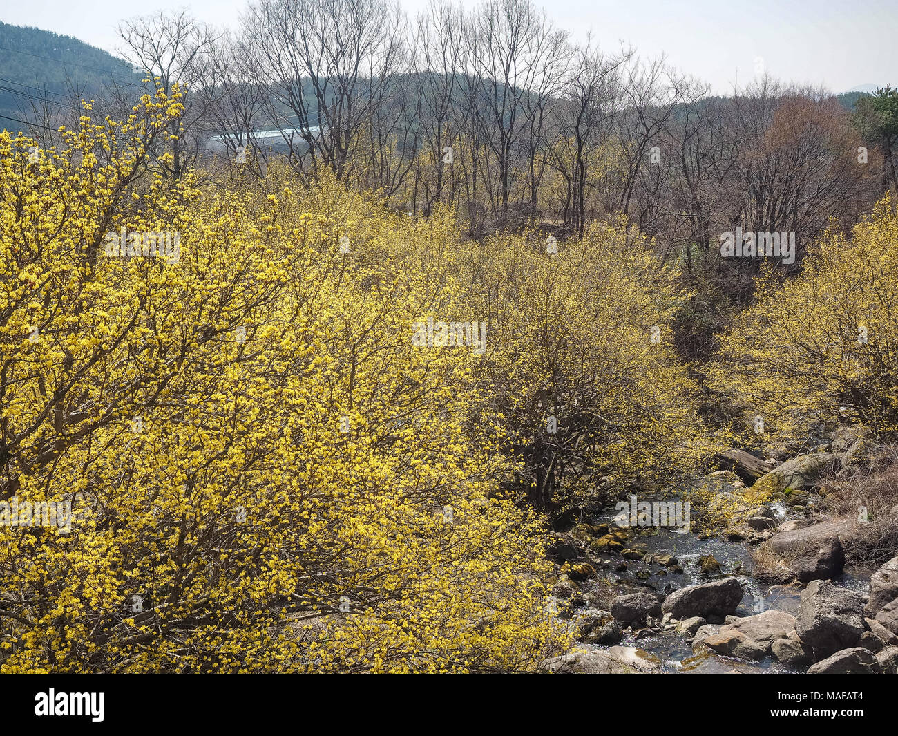 Cornus officinalis flowers on the tree at the middle of sunny spring ...